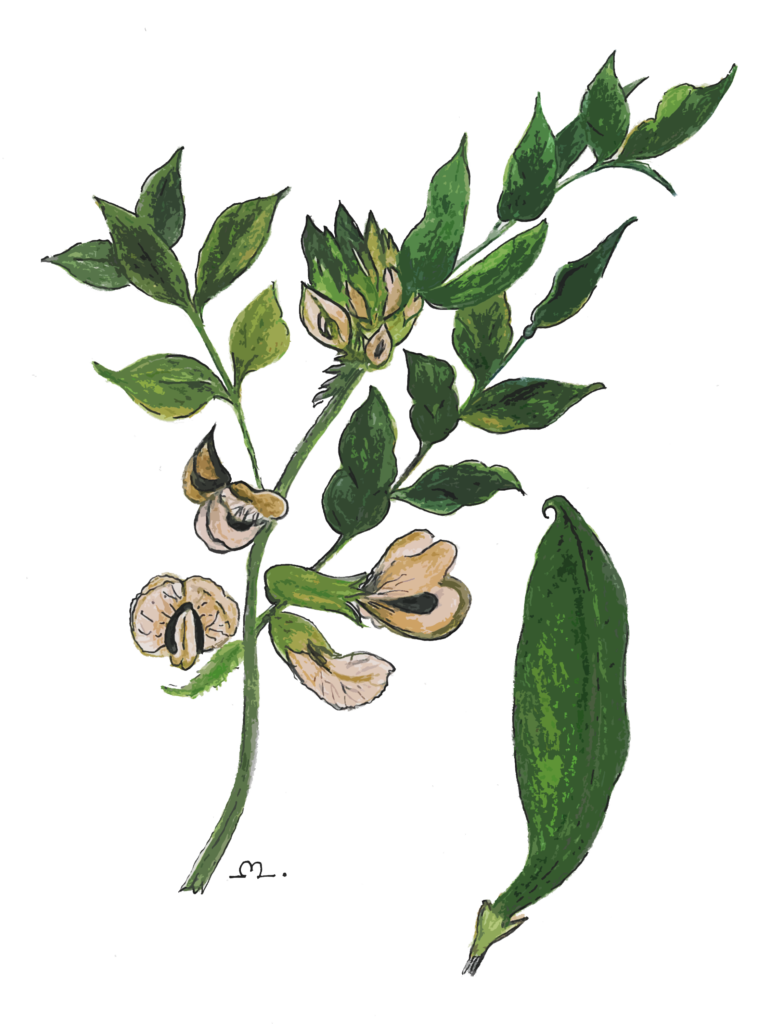 ¿Cómo cultivar? - Sitopia