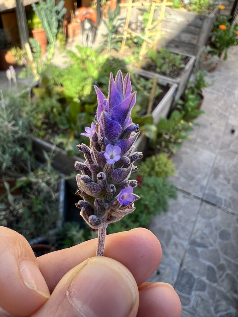 ¿Cómo cultivar lavanda? - Sitopia